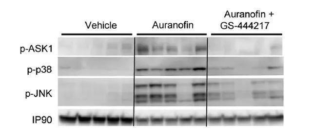 ASK1在氧化应激条件下的激活 | MedChemExpress - 知乎