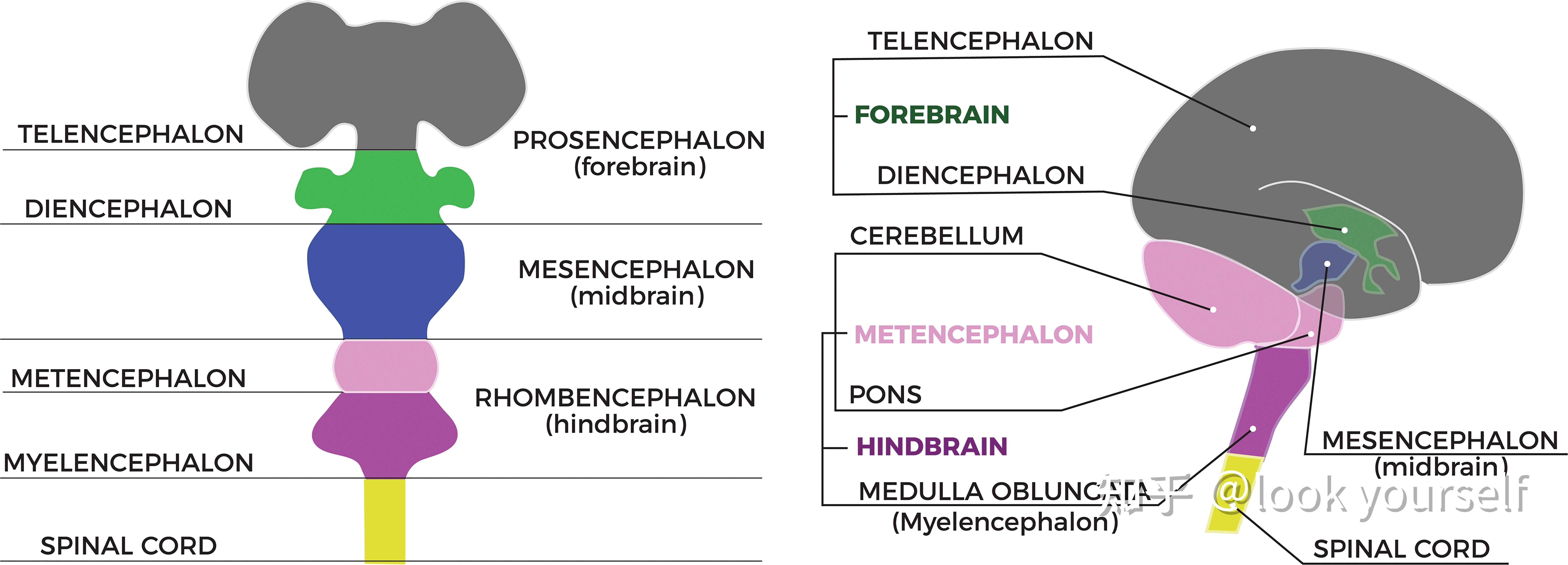 神经细胞是怎么发展为脑的？或是大脑是如何进化出来的？ - 知乎