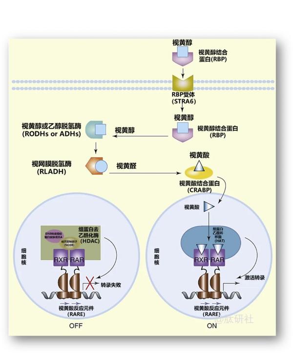 CosBeauty | 金牌全能选手——视黄醇 - 知乎