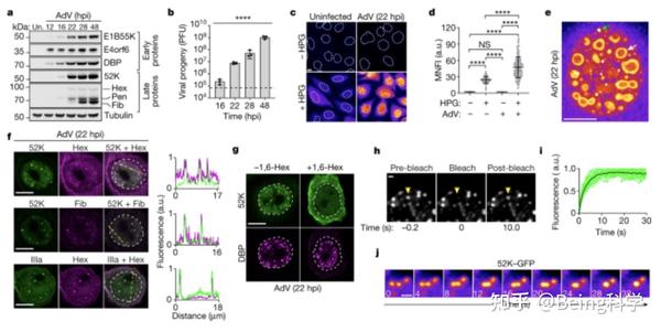 Nature新发现：相分离是病毒进行组装的关键！ - 知乎