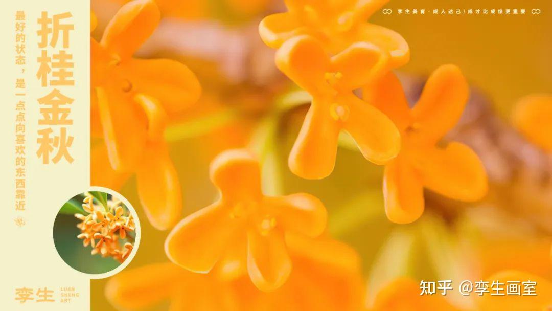 折桂金秋·孪生课堂丨每一个追梦的人,都在散发着闪耀的光芒 知乎
