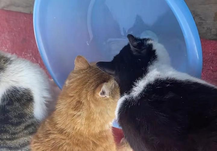 造成猫咪结石除了不爱喝水,还有很多原因 知乎
