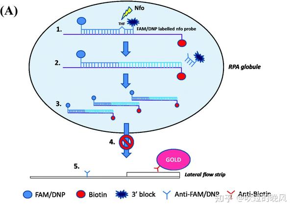 综述：重组酶聚合酶扩增十年发展的综合总结 - 知乎