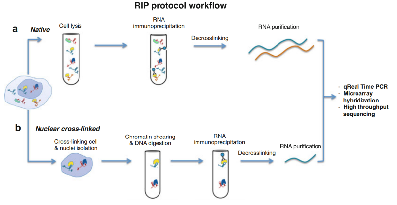 干货｜CoIP, CHIP, RIP都是些什么？ - 知乎