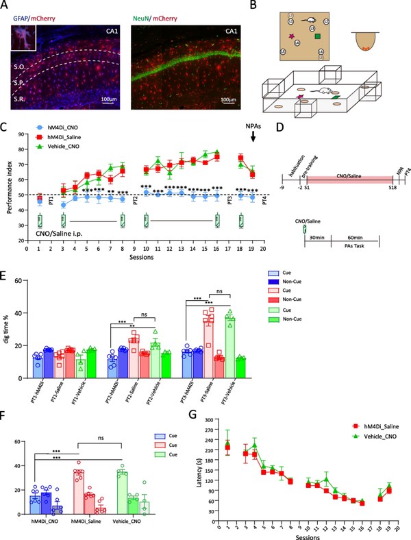 BMC Biology︱李婴团队揭示星形胶质细胞通过海马体CA1-前扣带回皮层环路调控大鼠图式记忆的建立 - 知乎