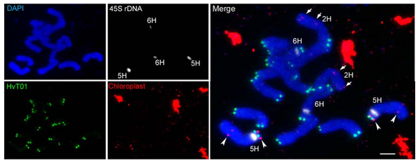 最新最全！10个物种的15篇T2T基因组文章汇总！ - 知乎