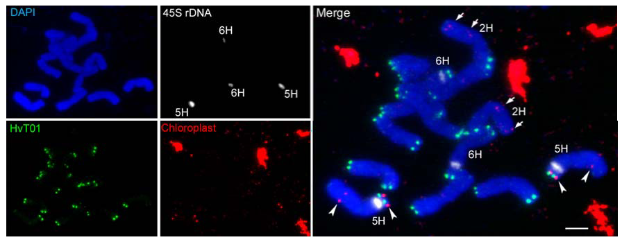 最新最全！10个物种的15篇T2T基因组文章汇总！ - 知乎