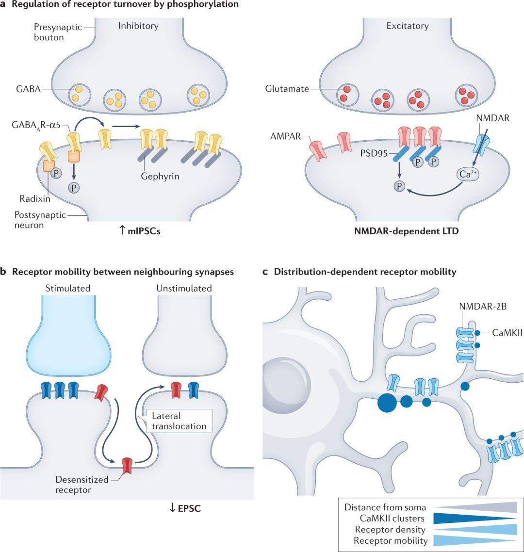Nat Rev Neurosci 综述：突触功能的另一面 - 知乎