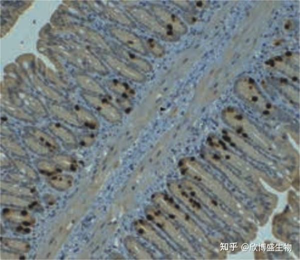 Serotec细胞增殖标志物抗体 - 知乎