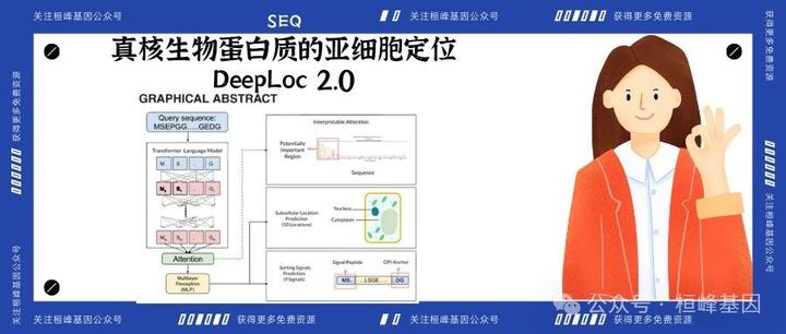 SEQ 10. 真核生物蛋白质的亚细胞定位(DeepLoc) - 知乎