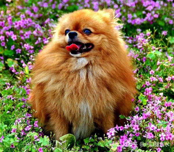 养长毛狗麻烦？只有养过的人才知道，真香！ - 知乎