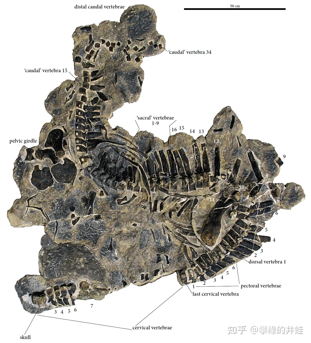 第二百八十六回 幽蓝幻想曲2：逼近的暗影 - 知乎