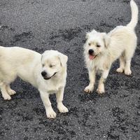 标准 BSL SST k-ω 模型 - 知乎