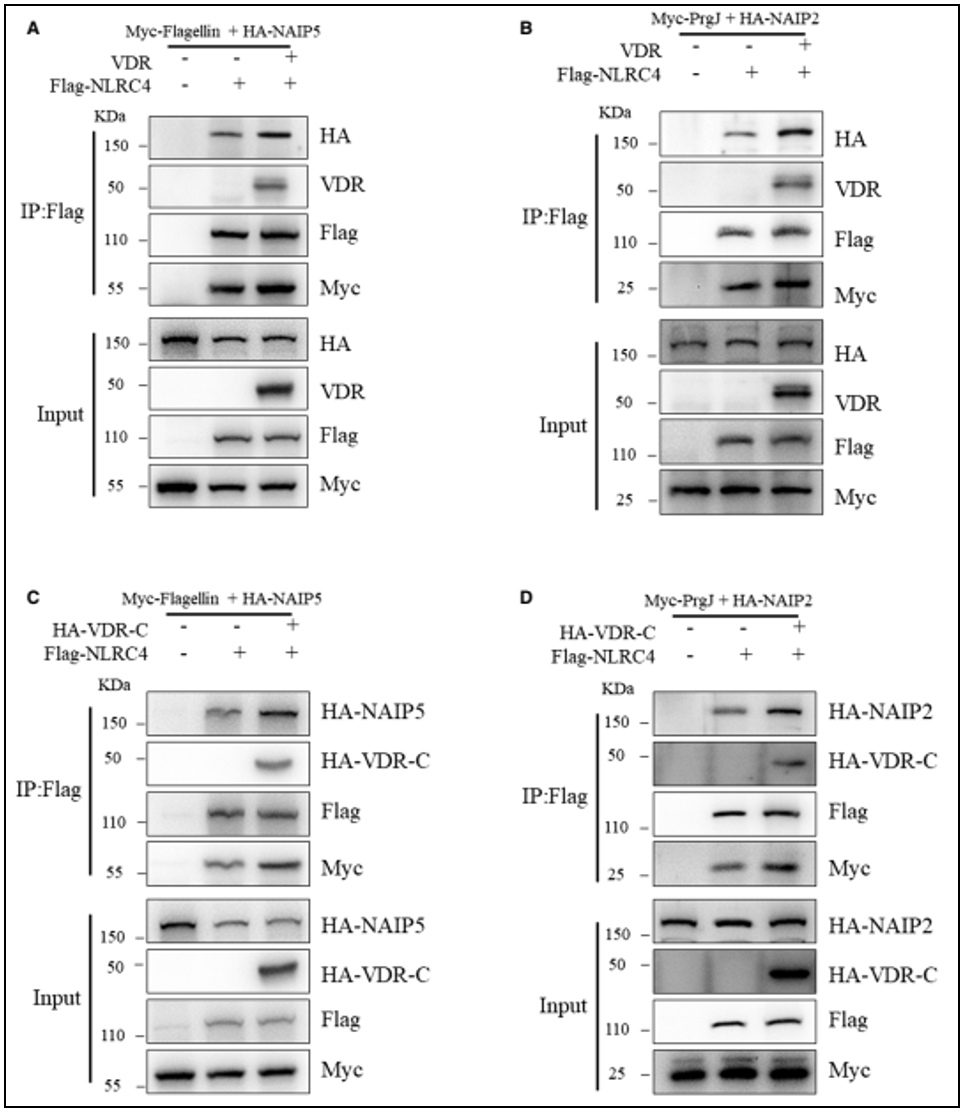 EMBO Rep︱陈允梓课题组揭示维生素D受体调控NLRC4炎症小体新机制 - 知乎