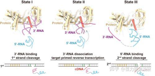 Cell | 揭示逆转座子在基因组上跳跃的分子机制 - 知乎