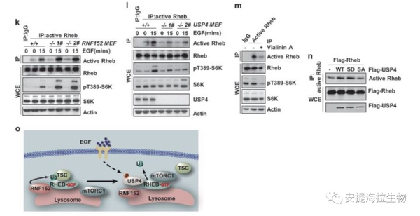Rheb泛素化调控生长因子诱导的mTORC1激活 - 知乎