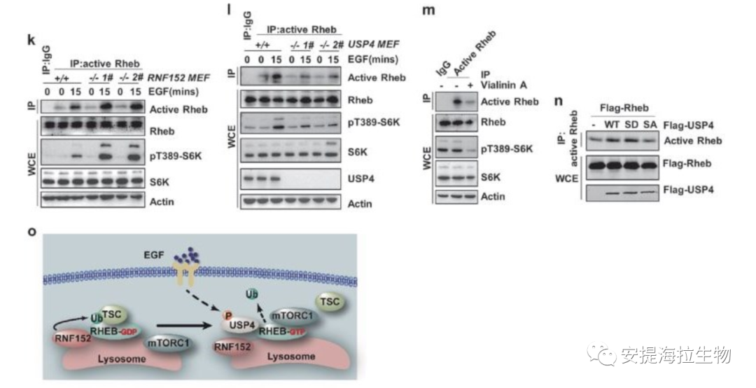 Rheb泛素化调控生长因子诱导的mTORC1激活 - 知乎