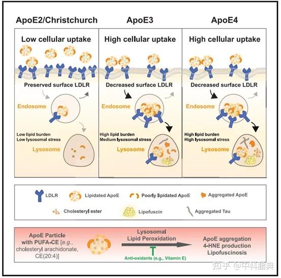 Cell：脂质化ApoE-受体相互作用减少为阿尔兹海默症的关键保护机制 - 知乎