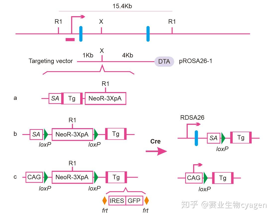 Rosa26：作为基因组中的安全位点是种怎样的体验？ - 知乎