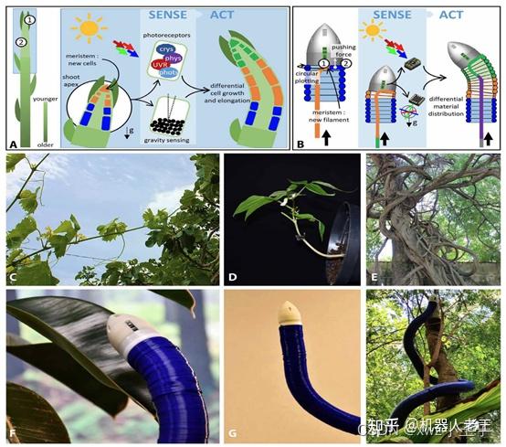 Science Robotics: 受藤蔓启发的具有自适应行为的软体生长机器人FiloBot - 知乎