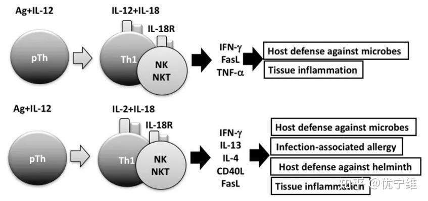 IL-18：免疫细胞因子“新贵” - 知乎