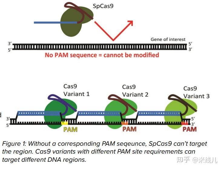 PAM序列选择的要求以及其他Crispr系统的Cas9蛋白 - 知乎