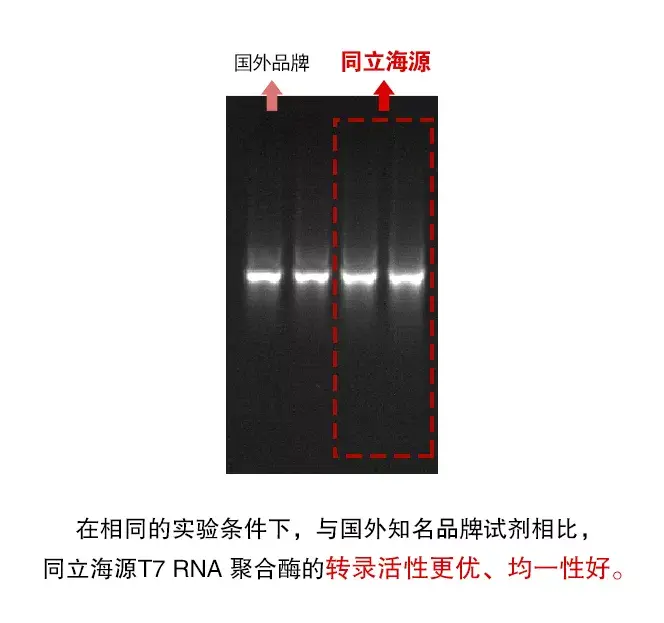 新品 | mRNA酶系列——T7 RNA聚合酶 - 知乎