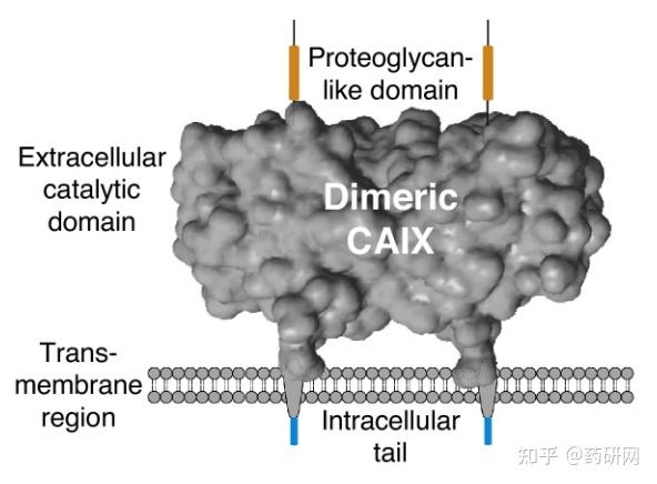 CA9(CAIX): 缺氧实体瘤中的高表达靶点 - 知乎
