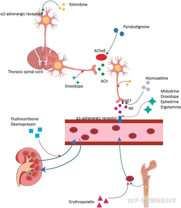 J Neurol 综述︱王青团队评述多系统萎缩自主神经功能障碍非药物和药物治疗的现状和未来方向 - 知乎