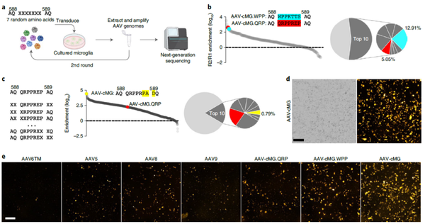 更多种AAV血清型被开发，组织特异性研究再添新选择！ - 知乎
