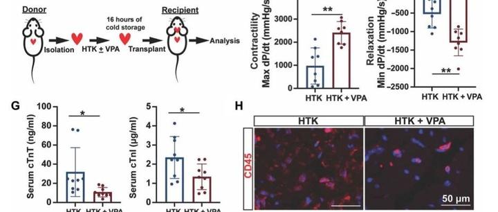 Science子刊丨通过免疫反应基因 1 上调进行的代谢重编程可改善供体心脏的保存和功能 - 知乎