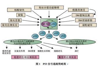 TP53基因突变与药物（一） - 知乎