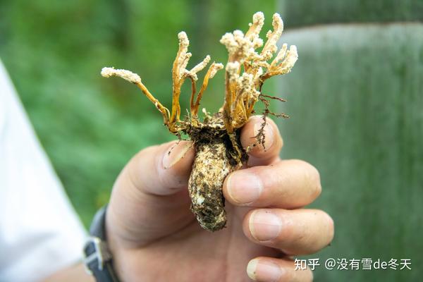 什么是蝉花虫草 - 知乎