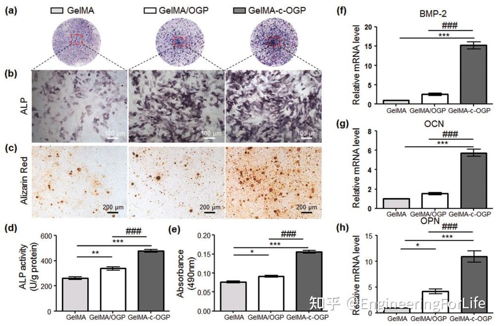 AHM: GelMA+骨生长肽共交联水凝胶用于骨再生 - 知乎