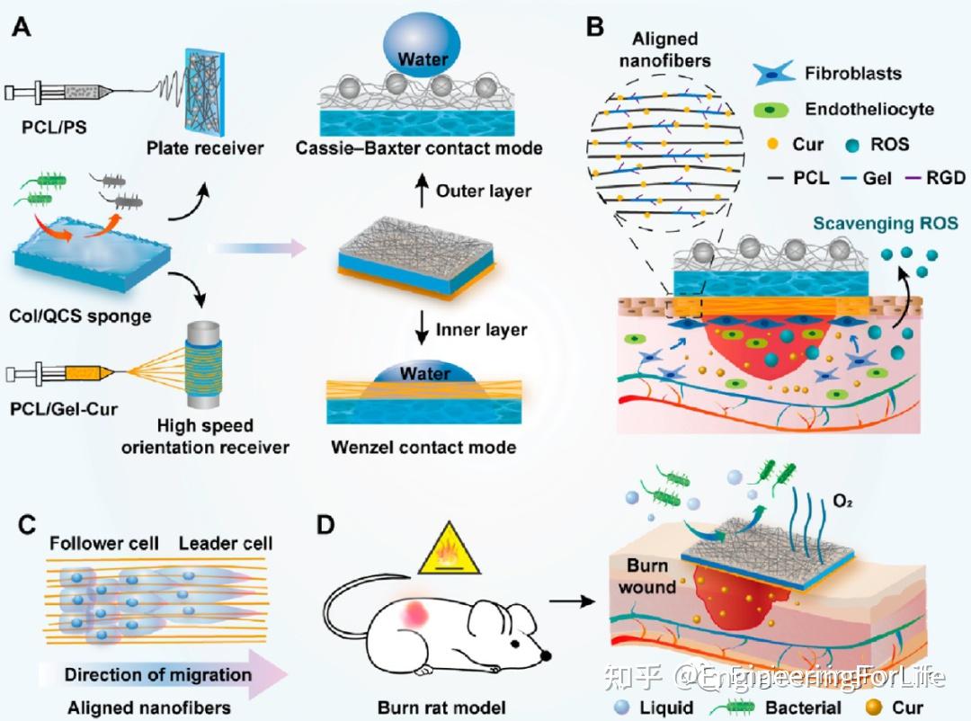 《ACS AMI》：结构发挥大作用，非对称仿生敷料促进创面伤口愈合 - 知乎