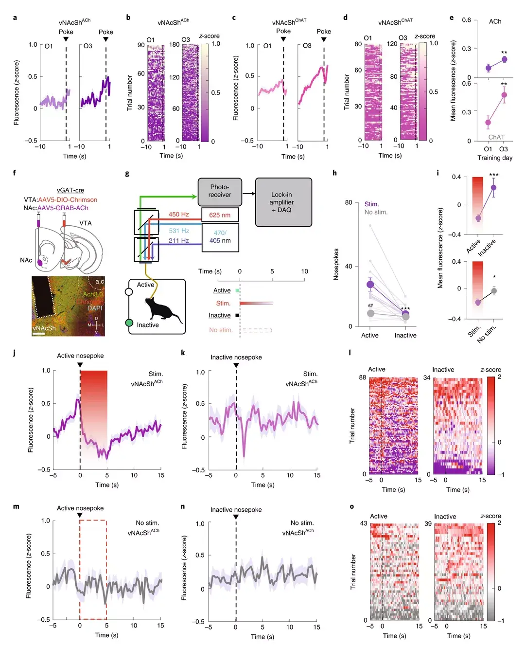 Nat Neurosci：破译VTA-NAc奖赏神经环路新机制 - 知乎