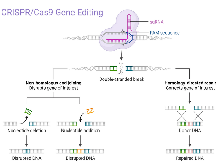 CRISPR/CAS9技术在细胞治疗领域应用 - 知乎
