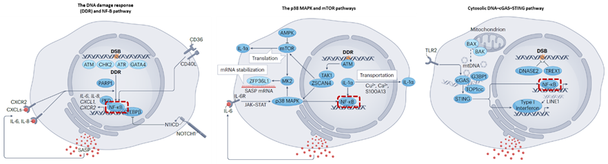 聚焦细胞老化研究，SASP因子再受关注 - 知乎
