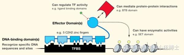 转录因子的研究需要知道哪些基本概念 - 知乎
