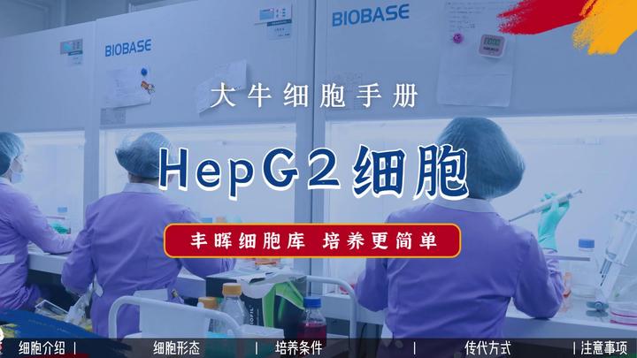 HepG2细胞培养，人肝癌细胞培养攻略 - 知乎