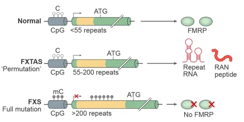 有没有人能告诉我，这样的基因结构图怎么画呢？ - 知乎