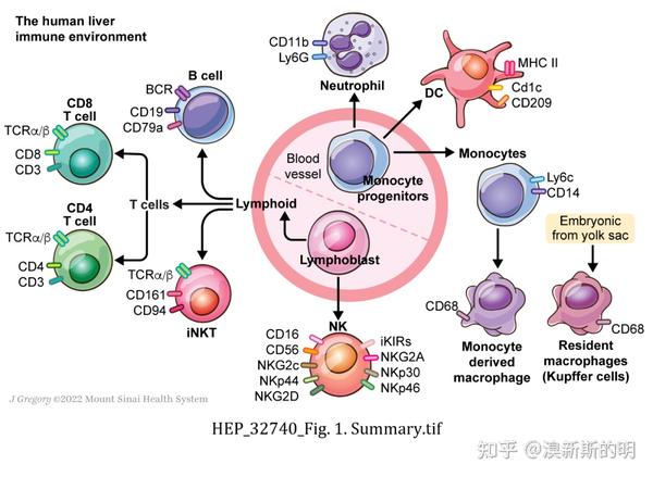 肝癌免疫微环境:肝细胞癌的治疗意义 - 知乎