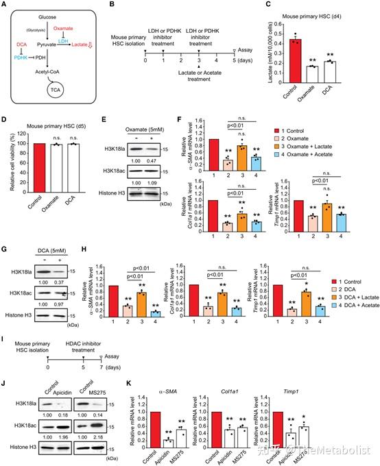 Cell Metabolism ：尊嘟假嘟，组蛋白乳酸化促进肝纤维化？ - 知乎