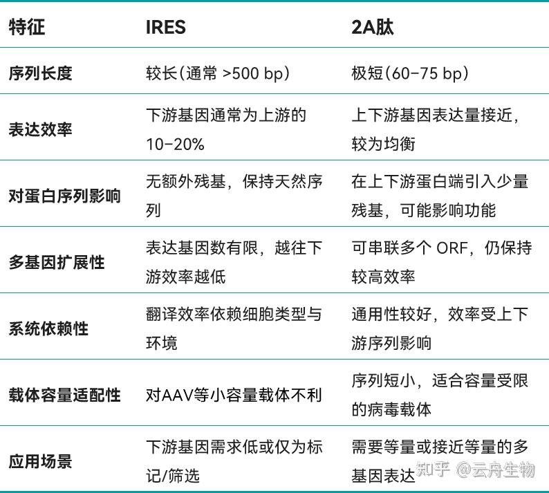 单个启动子表达多个基因，IRES与2A肽全解析 - 知乎
