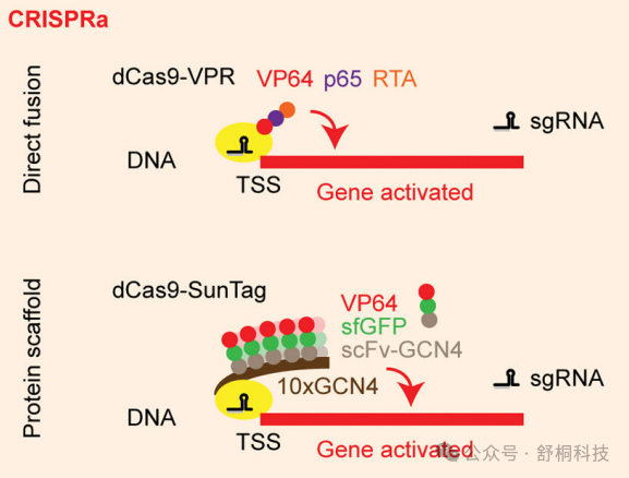 技术介绍 | Suntag系统在CRISPR系统中的应用 - 知乎