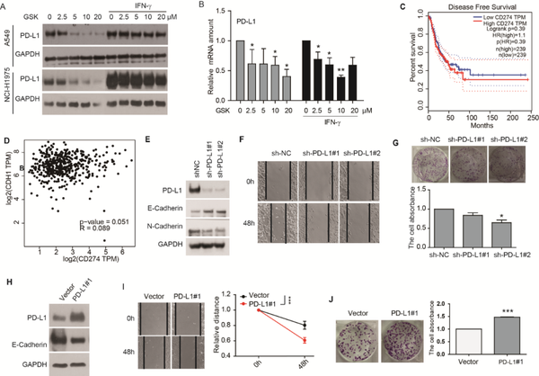 Genes Dis︱刘宏民/何鹏兴/徐义超团队发现阻断LSD1抑制肺腺癌增殖转移的新机制 - 知乎