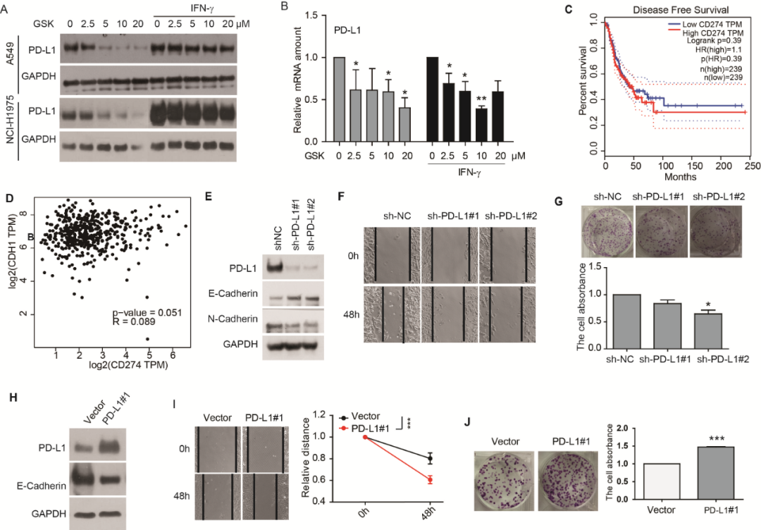 Genes Dis︱刘宏民/何鹏兴/徐义超团队发现阻断LSD1抑制肺腺癌增殖转移的新机制 - 知乎