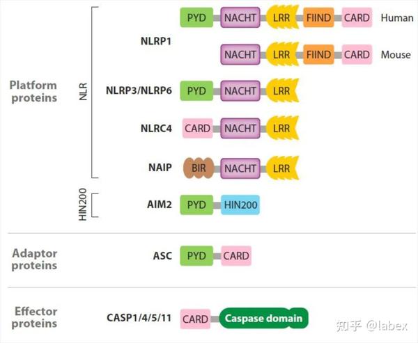 炎症小体NLRP3如何做好？ - 知乎