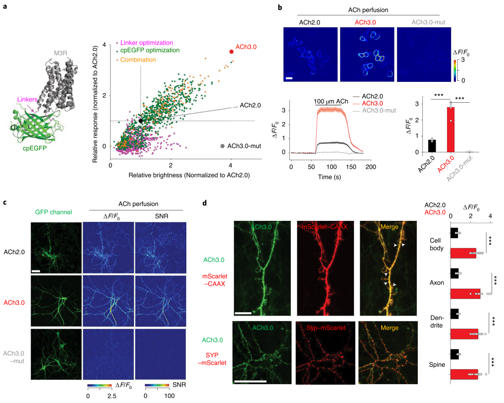 北大李毓龙实验室在可遗传编码神经递质荧光探针领域近五年的研究成果集锦 - 知乎