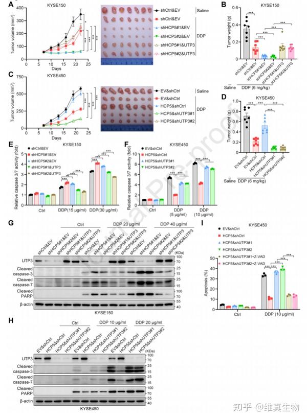 中国医学科学院刘芝华教授团队揭示HCP5/UTP3/c-Myc/VAMP3轴在肿瘤细胞凋亡抵抗中的关键作用！ - 知乎